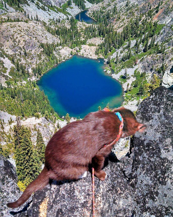26 pictures of cats camping will inspire you to go hiking with your cat
