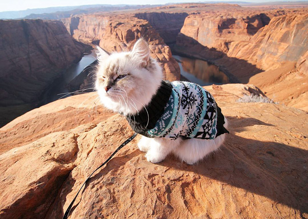 26 pictures of cats camping will inspire you to go hiking with your cat