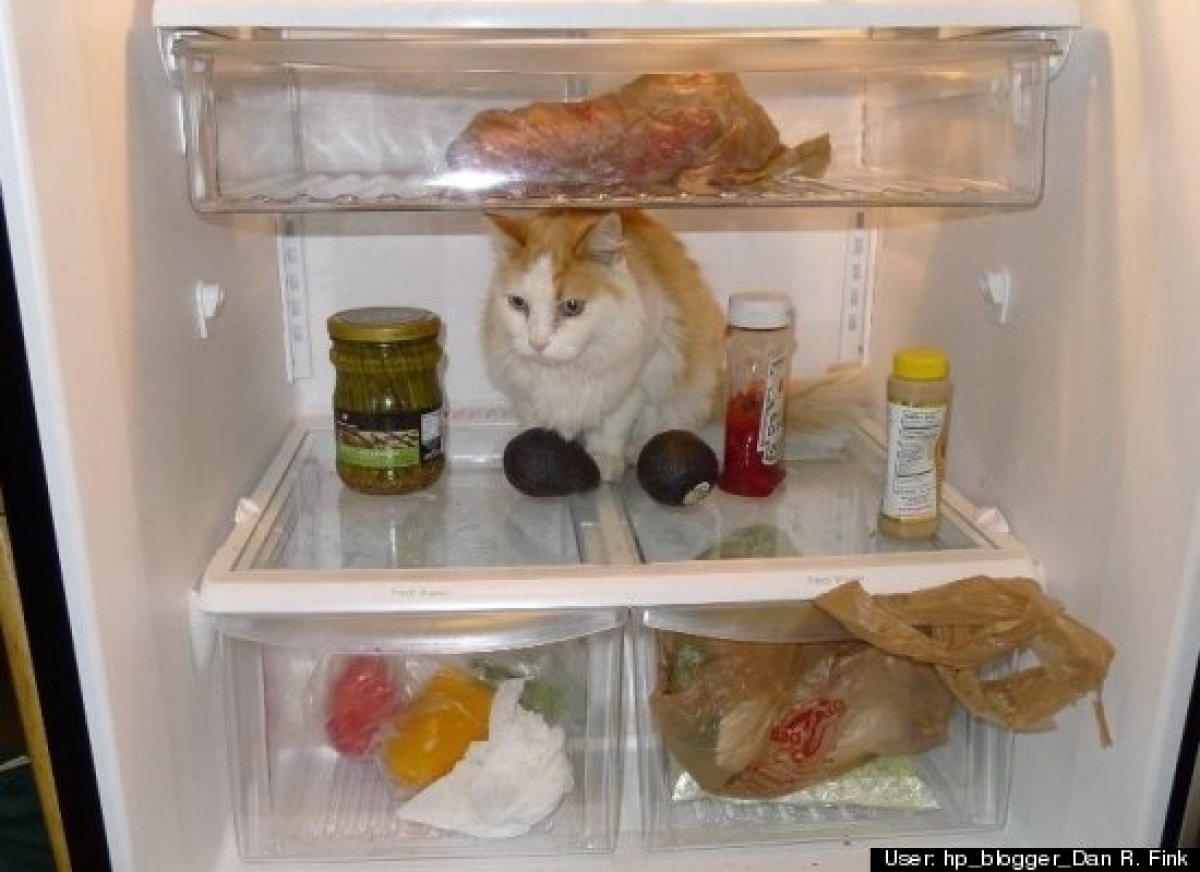 33 cats chilling in fridges to beat the summer heat