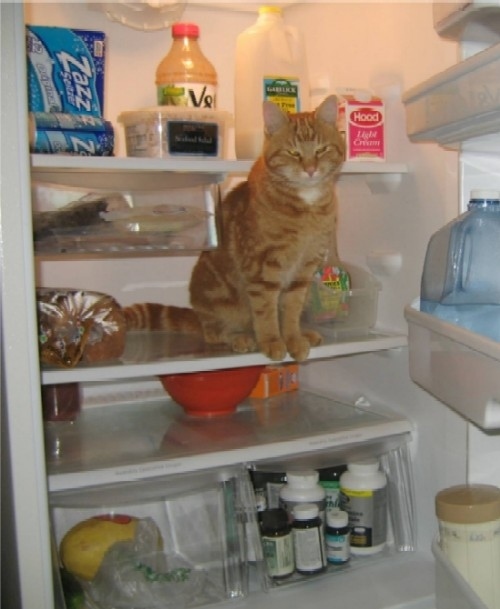 33 cats chilling in fridges to beat the summer heat