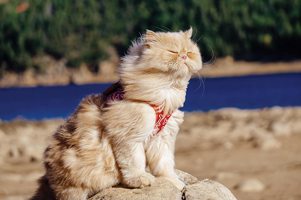 26 pictures of cats camping will inspire you to go hiking with your cat