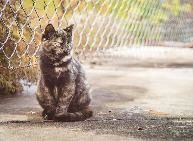 39 beautiful pictures capturing the life within a feral cat colony
