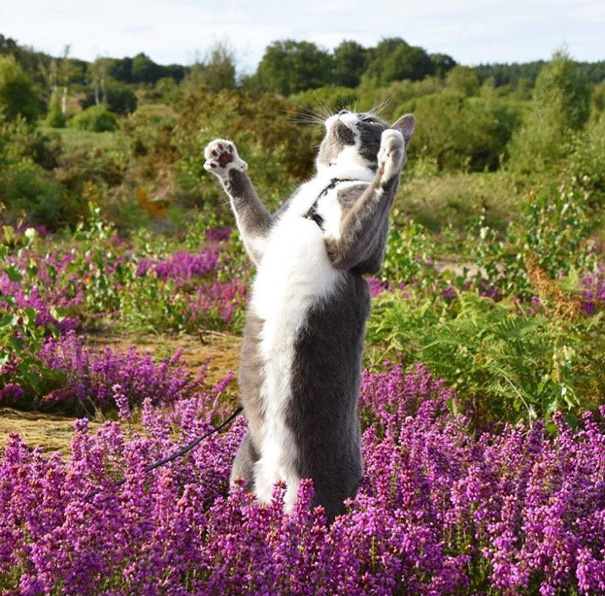 26 pictures of cats camping will inspire you to go hiking with your cat