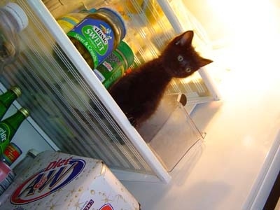 33 cats chilling in fridges to beat the summer heat