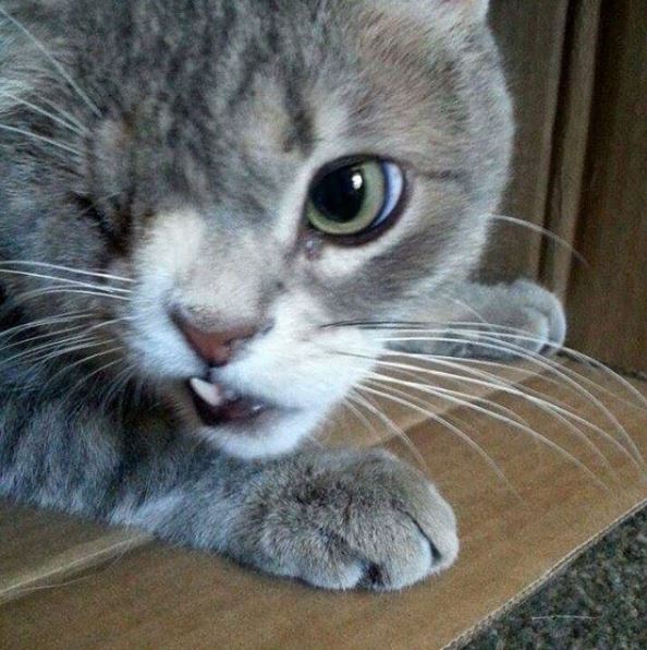 This cat has one eye and a snaggletooth, but his family wouldn't have ...