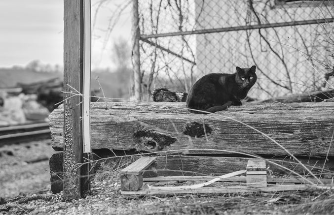 39 beautiful pictures capturing the life within a feral cat colony