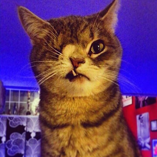 This cat has one eye and a snaggletooth, but his family wouldn't have ...