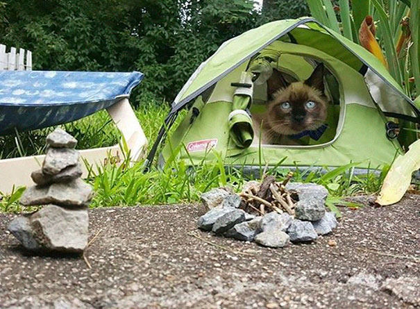 26 pictures of cats camping will inspire you to go hiking with your cat