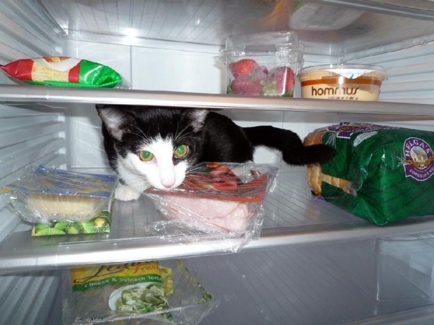 33 cats chilling in fridges to beat the summer heat