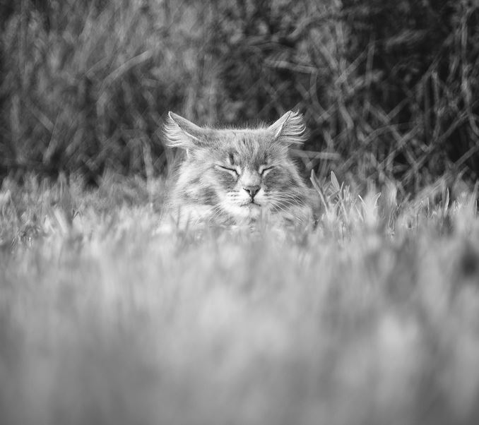 39 beautiful pictures capturing the life within a feral cat colony