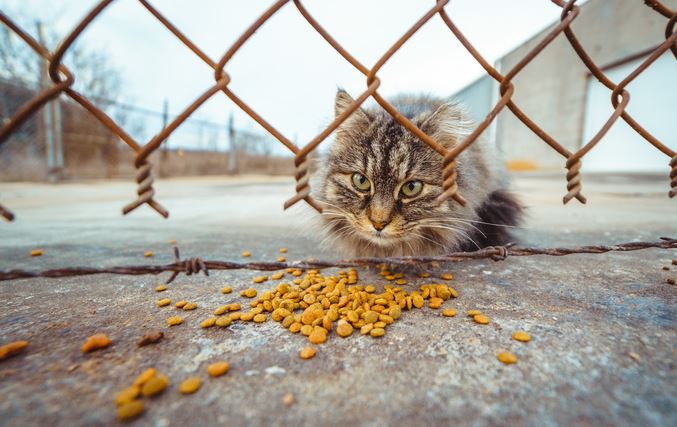 39 beautiful pictures capturing the life within a feral cat colony