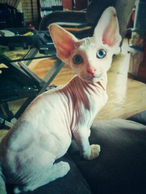 20 photos that prove hairless kittens are just adorable wrinkly aliens