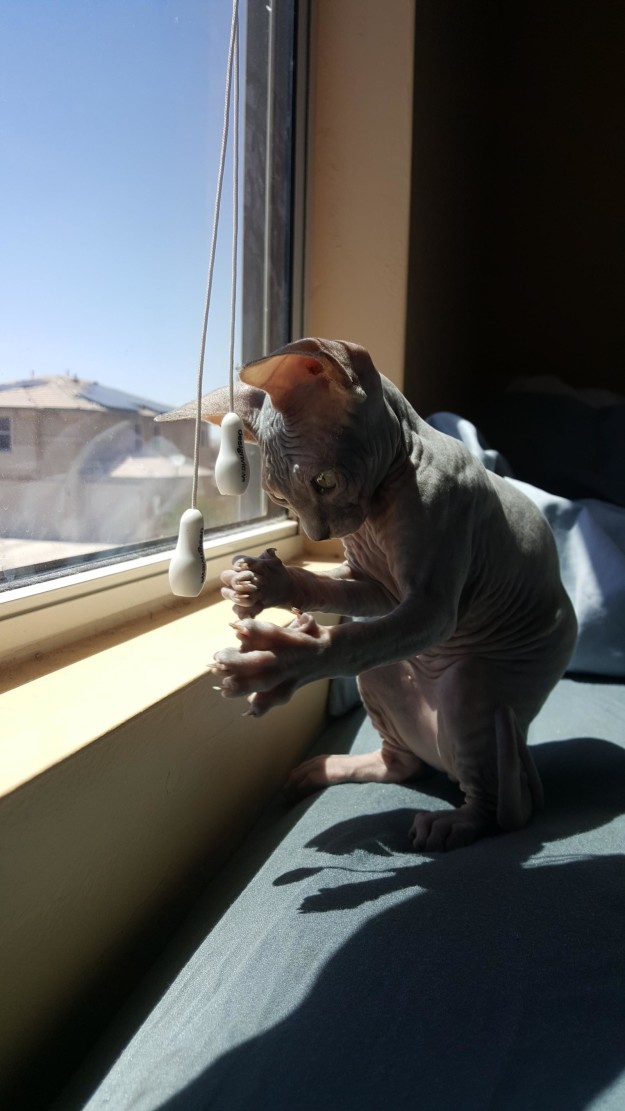 20 photos that prove hairless kittens are just adorable wrinkly aliens