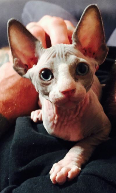 20 photos that prove hairless kittens are just adorable wrinkly aliens