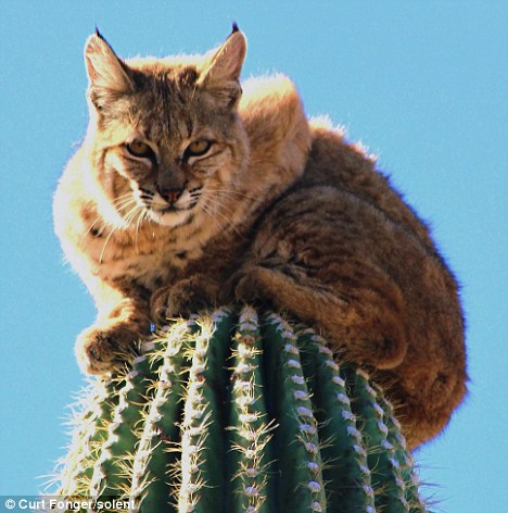 Bobcat found resting on top of giant cactus... how in the world did he ...