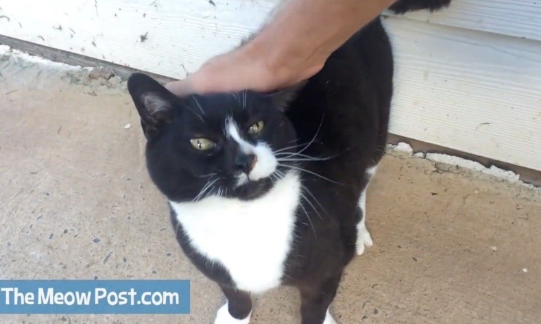 25 year old cat has the sweetest 'old man' meow whenever he's happy!