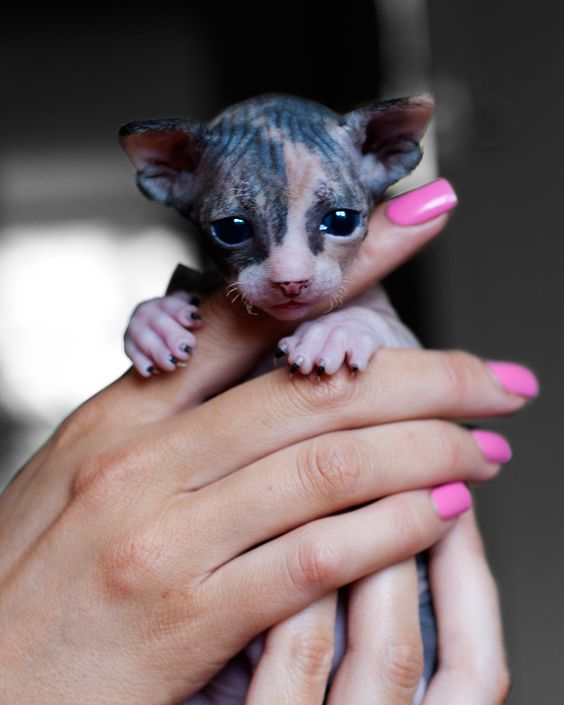 20 photos that prove hairless kittens are just adorable wrinkly aliens