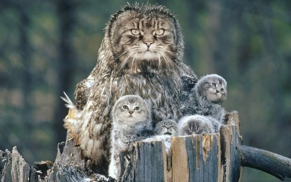 Meet The Meowls The Owl And Cat Hybrid The Internet Has Graced Us Meet The Meowls The Owl And Cat Hybrid The Internet Has Graced Us