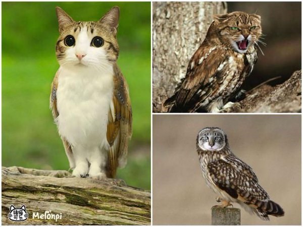 Meet the Meowls... the owl and cat hybrid the internet has graced us ...