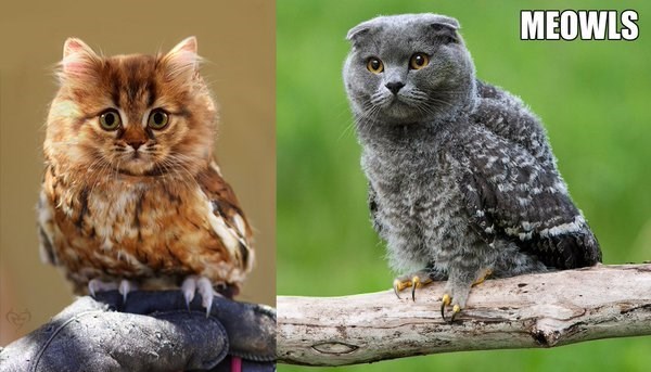 Meet the Meowls... the owl and cat hybrid the internet has graced us ...