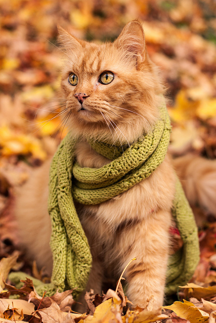 31 cats who are ready for fall
