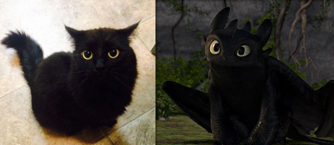 21 black cats that look just like Toothless the dragon!