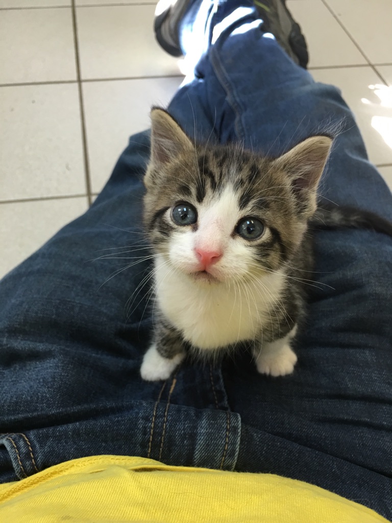 It iz Monday... so here iz some kittens (Gallery)