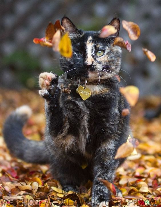 31 cats who are ready for fall