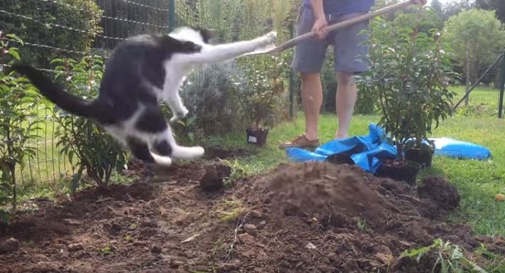 Watch this cat "help" his human in the garden