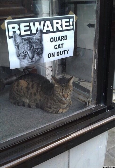 10 cats who take their jobs of guarding the house very seriously