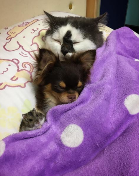 This family has eight dogs, a cat, and a hamster who love hanging out ...