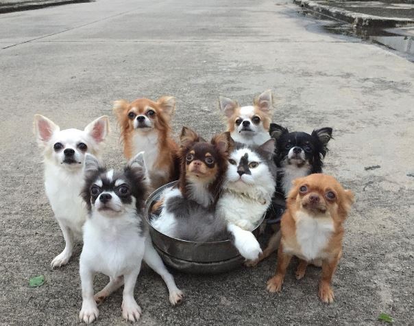 This family has eight dogs, a cat, and a hamster who love hanging out ...