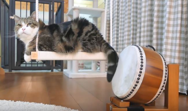 Maru the cat uses his tail to play the drums!