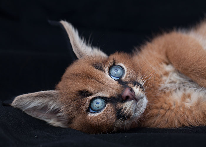 15 adorable pictures of baby caracals that will melt your heart