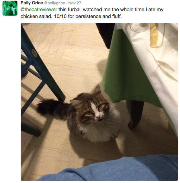 The Cat Reviewer encourages people to review every cat they meet and it ...