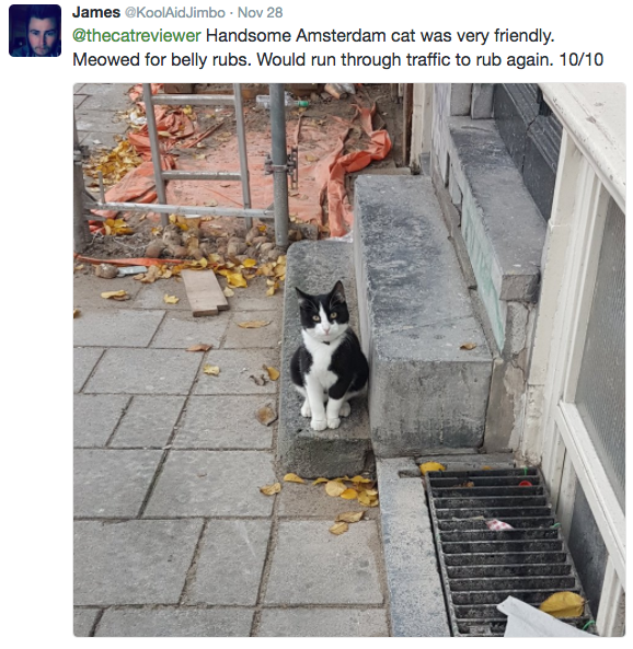 The Cat Reviewer encourages people to review every cat they meet and it ...