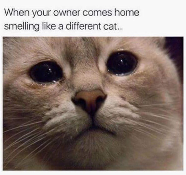 15 cat memes that are super relatable