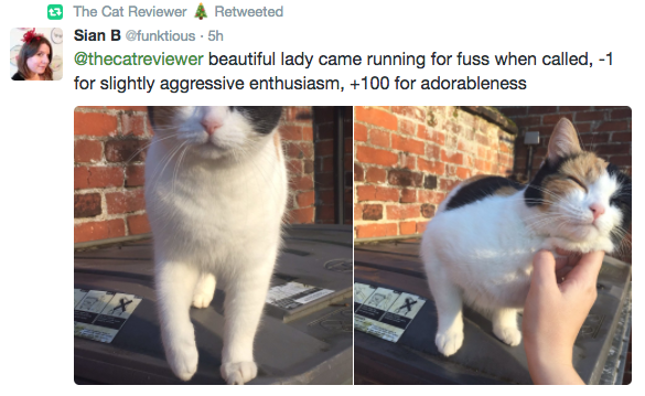 The Cat Reviewer encourages people to review every cat they meet and it ...