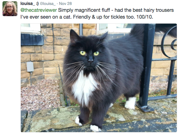 The Cat Reviewer encourages people to review every cat they meet and it ...