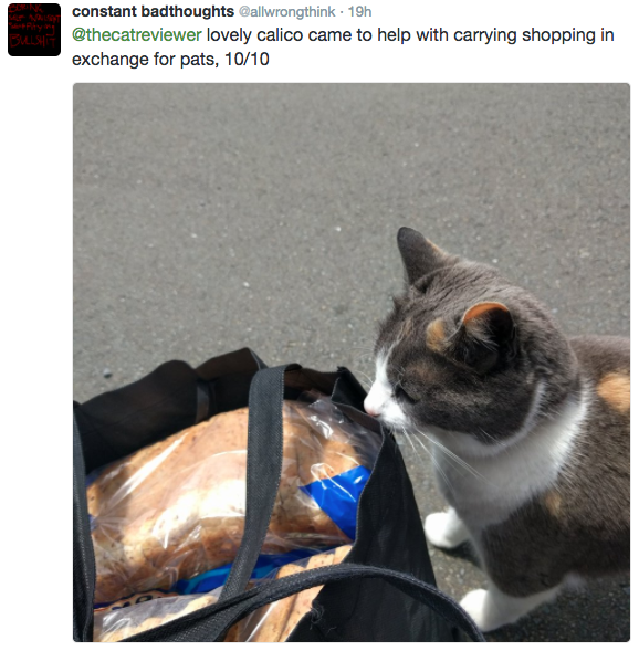 The Cat Reviewer encourages people to review every cat they meet and it ...