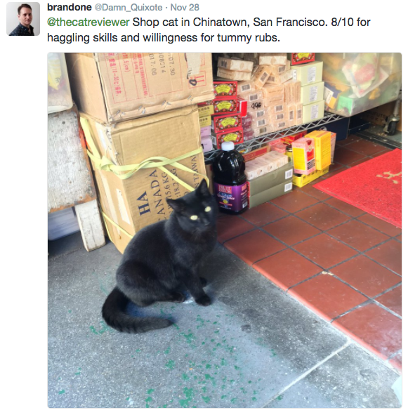 The Cat Reviewer encourages people to review every cat they meet and it ...