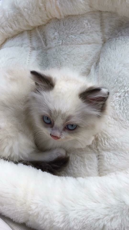 It iz Monday... so here iz some kittens (Gallery)