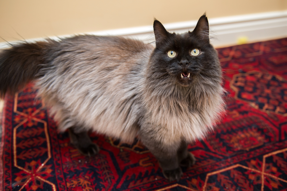 Malnourished and neglected cat undergoes stunning transformation thanks ...