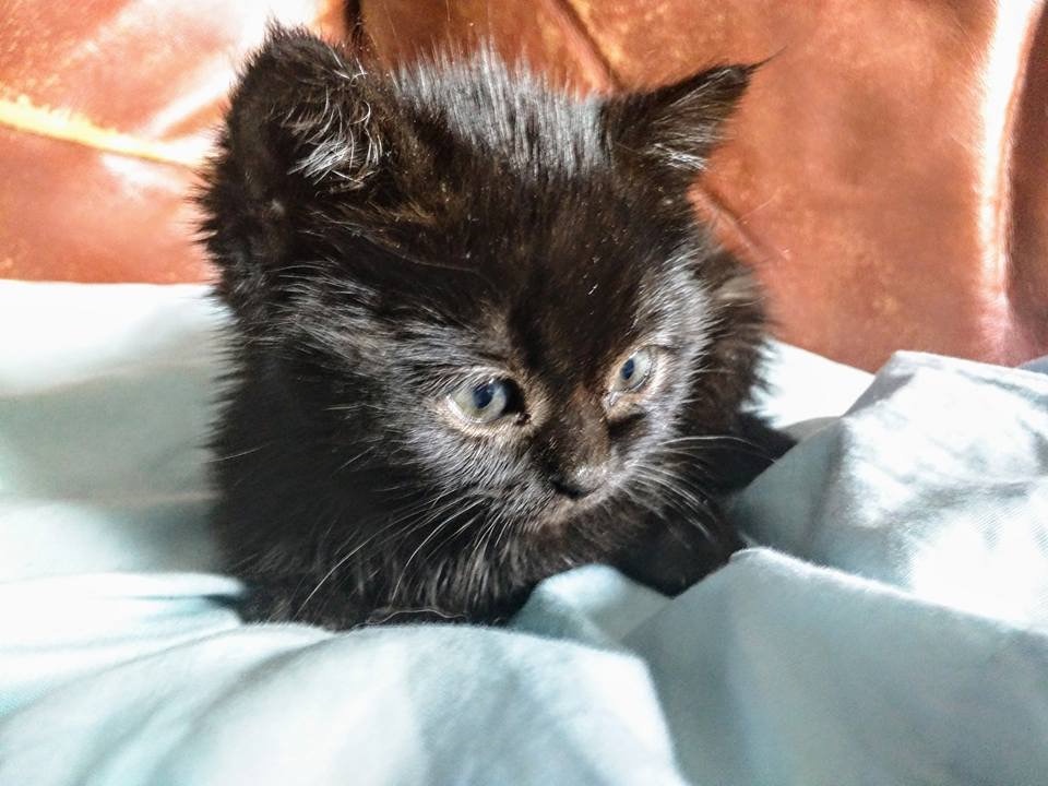 It iz Monday... so here iz some kittens (Gallery)