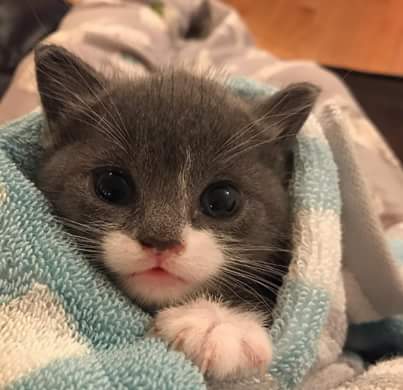 It iz Monday... so here iz some kittens (Gallery)