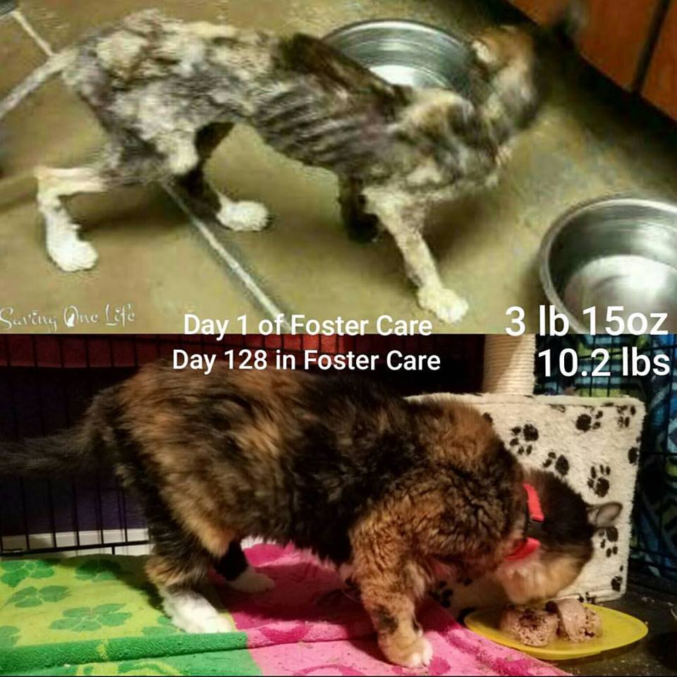 Senior cat barely escapes hoarding situation with her life... but look ...