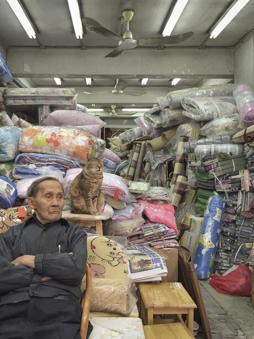 Wonderful pictures capture the secret lives of Hong Kong's shop cats ...