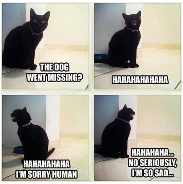 16 sassy kitty memes that will crack you up