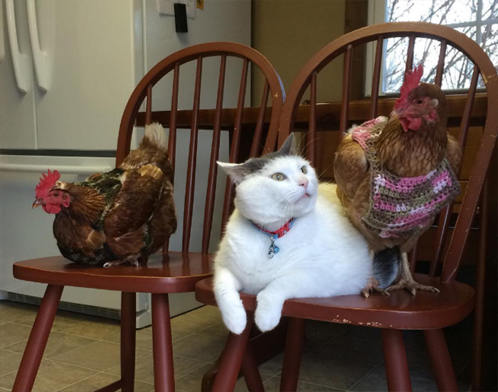This chubby cat has no idea why these chickens are in love with him ...