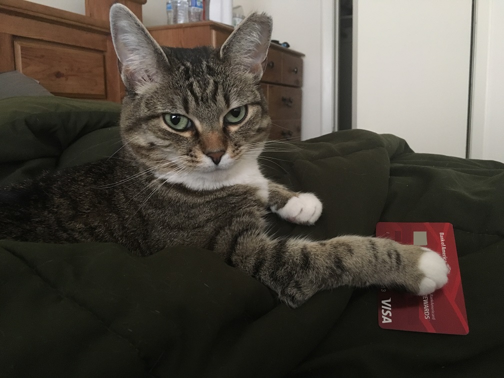 This is what happens when your cat steals your credit card and goes on ...